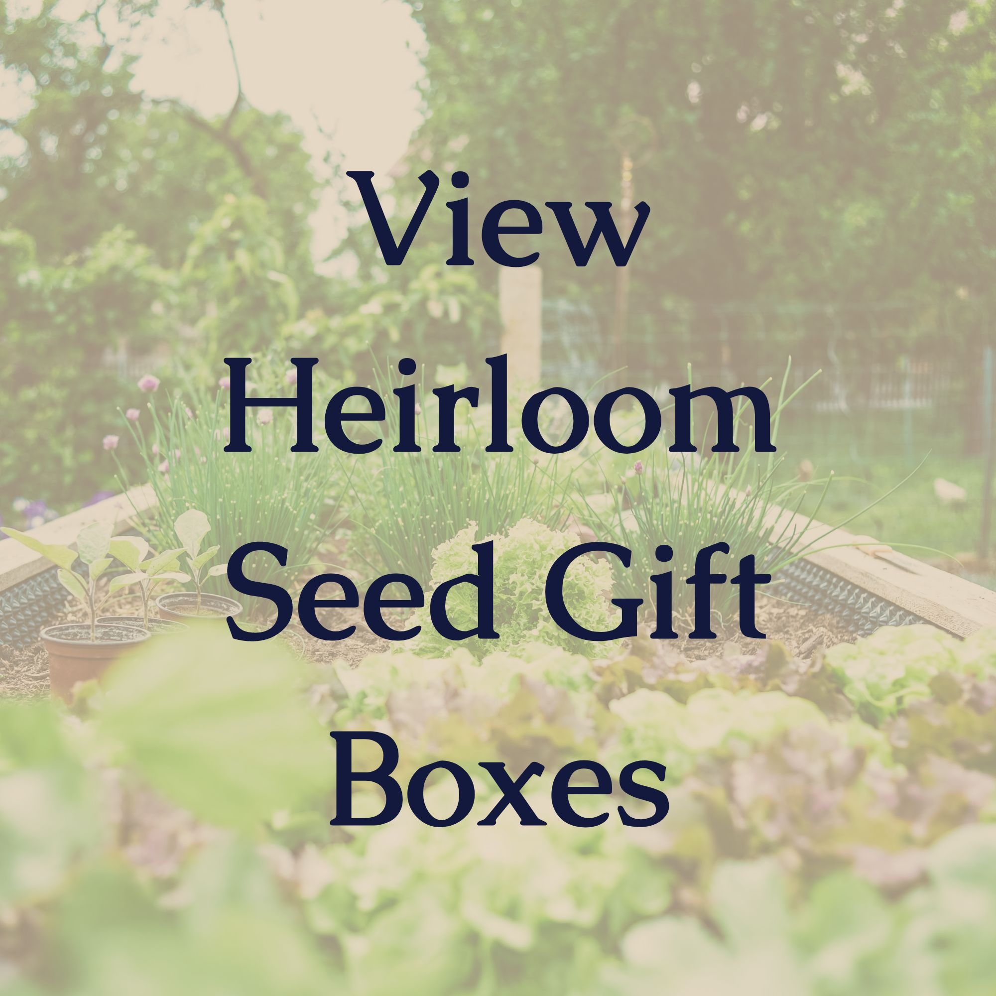 Heirloom Seed Gift Boxes – My Health Forward