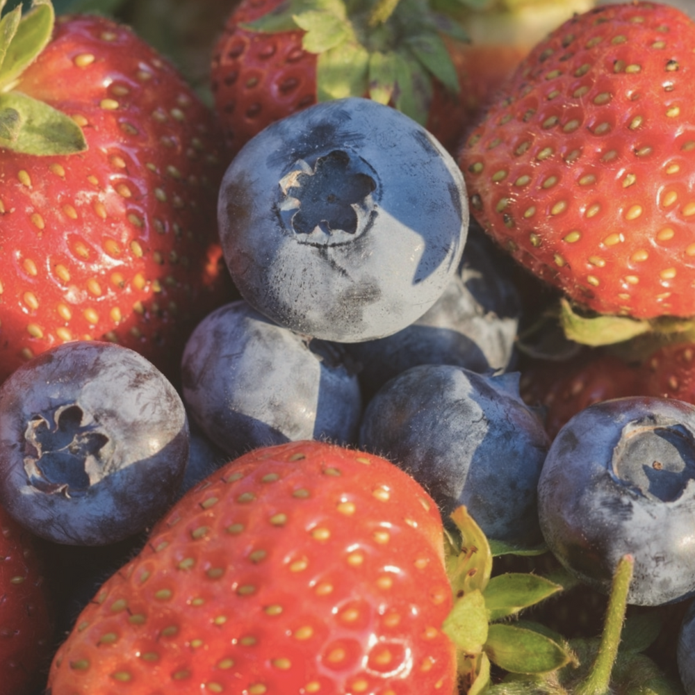 Heirloom Seeds Delivered from the Farm to You – My Health Forward