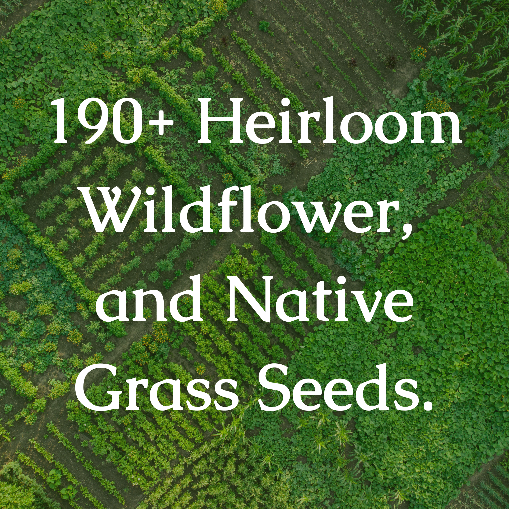 Heirloom Seeds Delivered from the Farm to You – My Health Forward