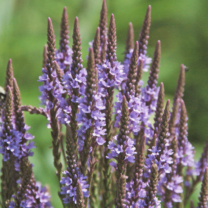 Blue Vervain - Verbena Hastata Seeds – My Health Forward