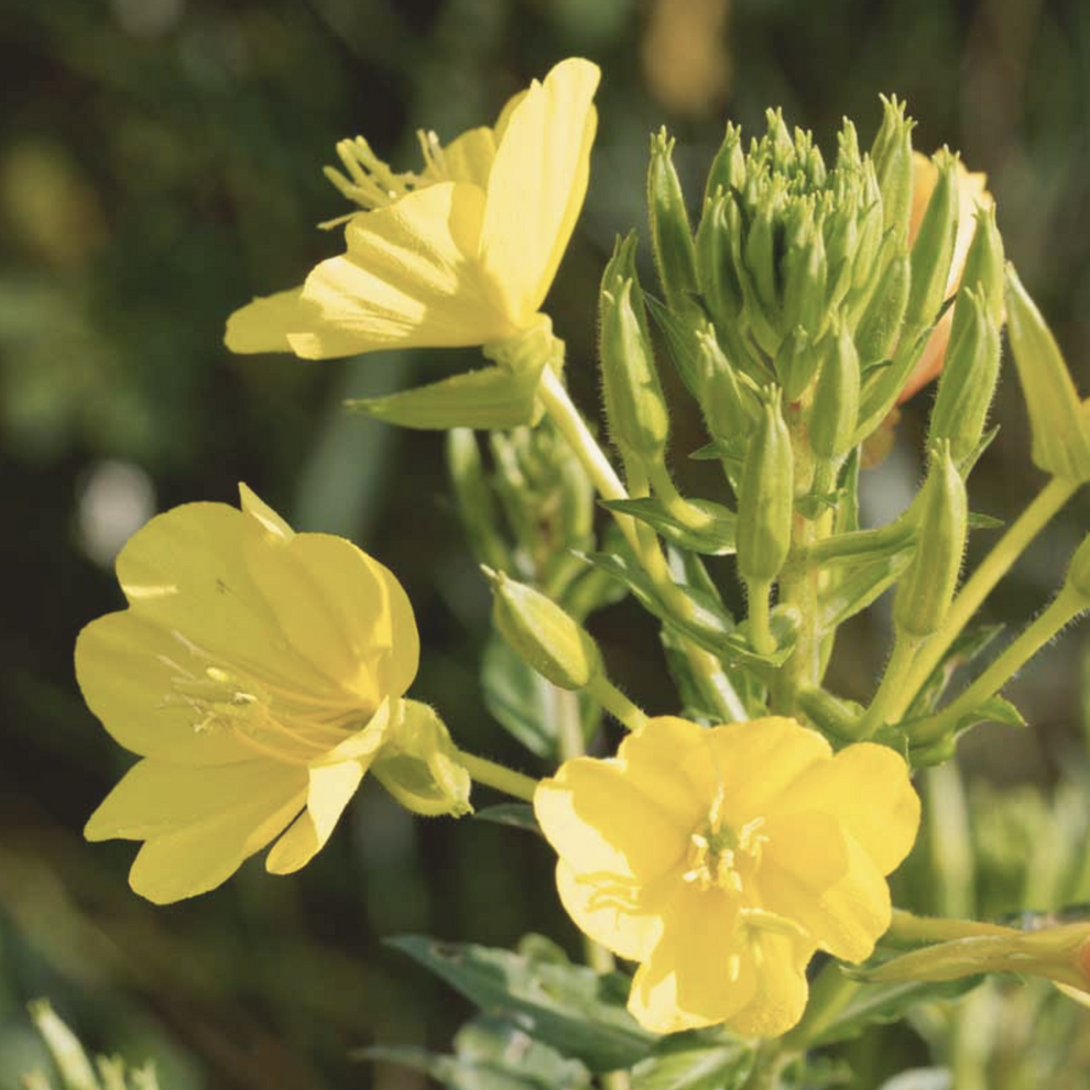 Common Evening Primrose - Oenothera biennis Seeds – My Health Forward