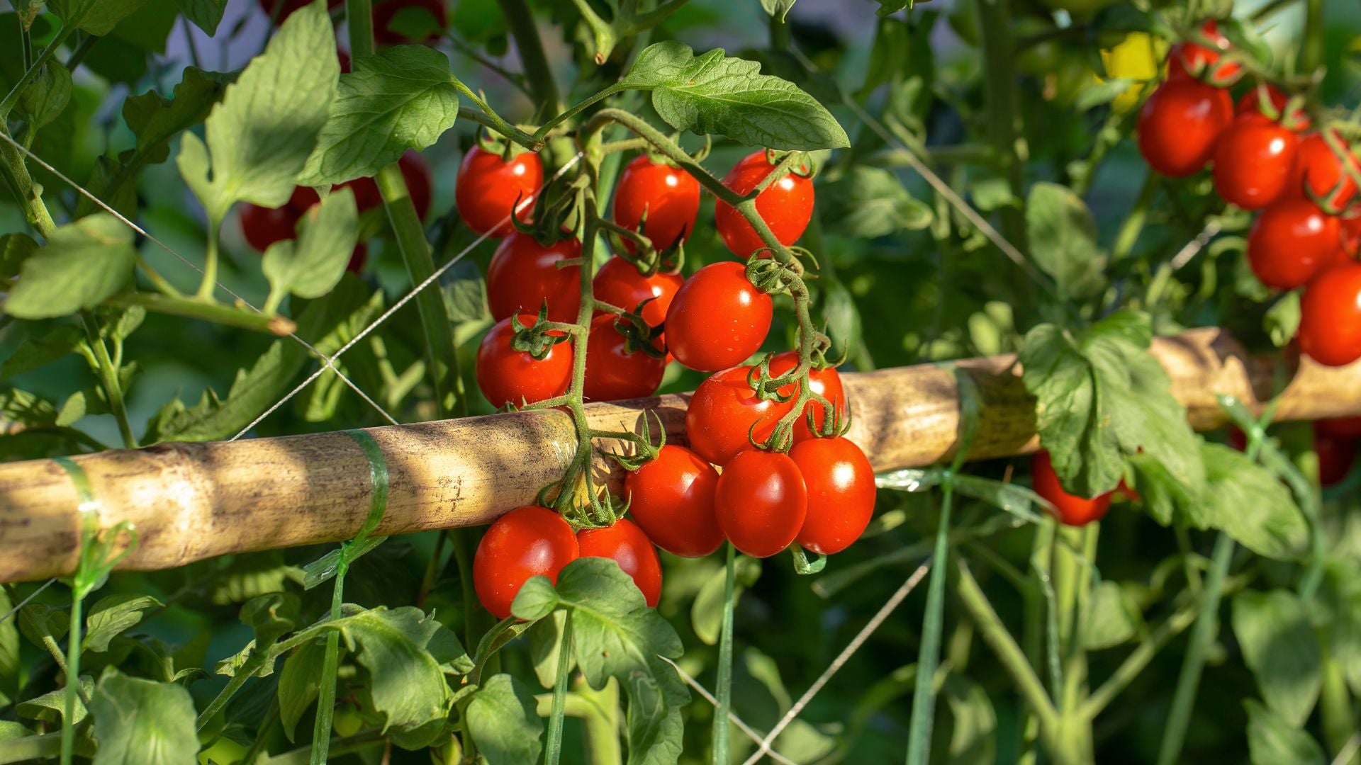Map to Find Local Farms, Ranches, and Farmers Markets – My Health Forward