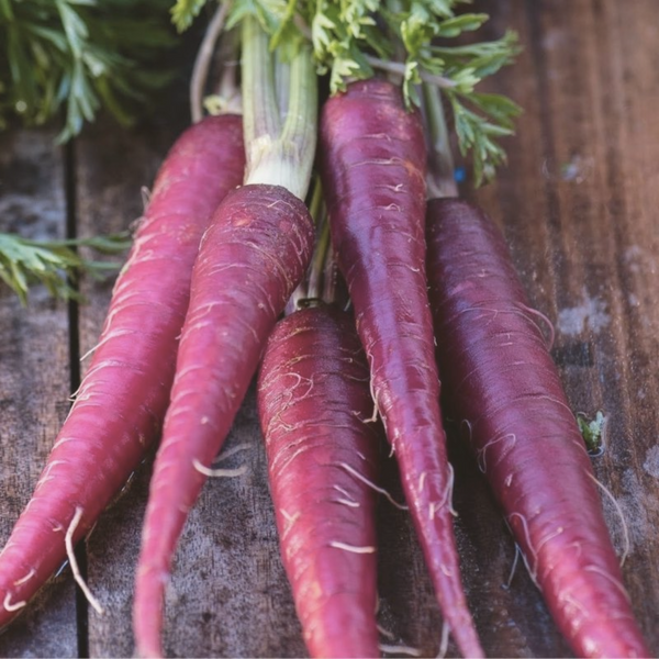 Cosmic Purple Carrot Seeds – My Health Forward