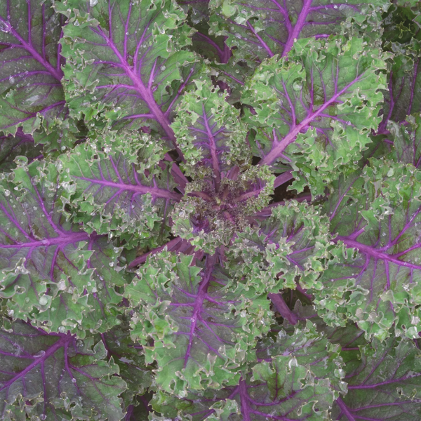 Red Russian Heirloom Kale Seeds – My Health Forward