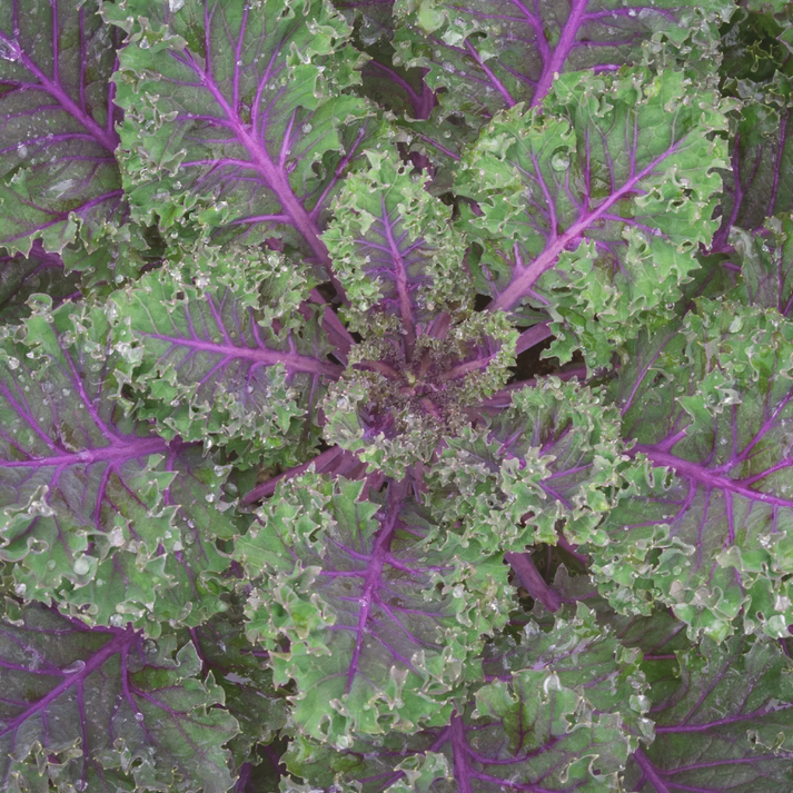 Red Russian Heirloom Kale Seeds – My Health Forward
