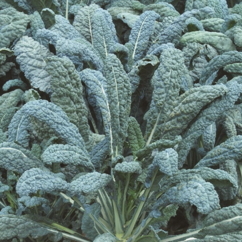 Lacinato Dinosaur Kale Seeds – My Health Forward