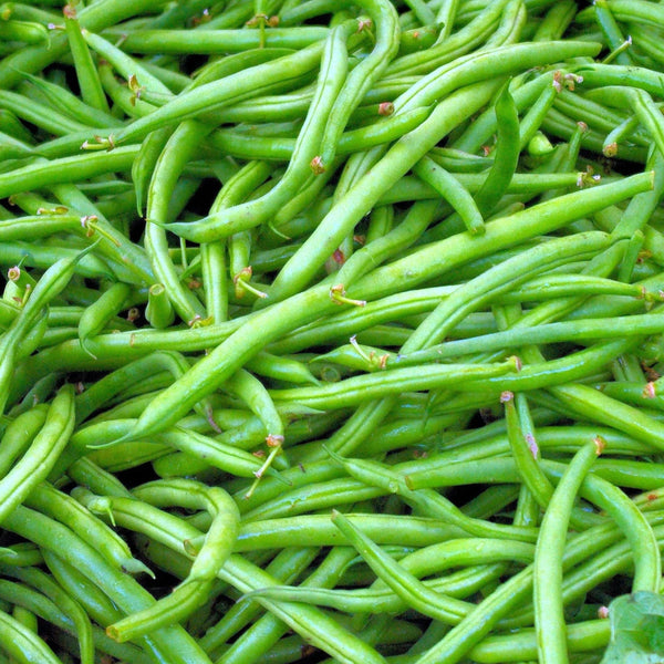 Heirloom Tenderette Green Bush Bean Seeds – My Health Forward