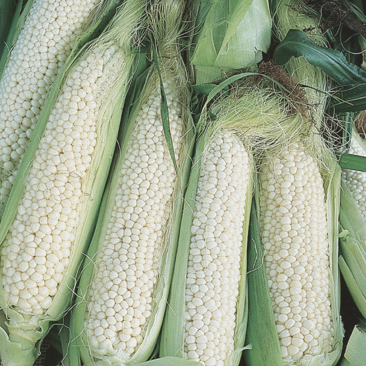 Heirloom Country Gentleman Corn Seeds – My Health Forward