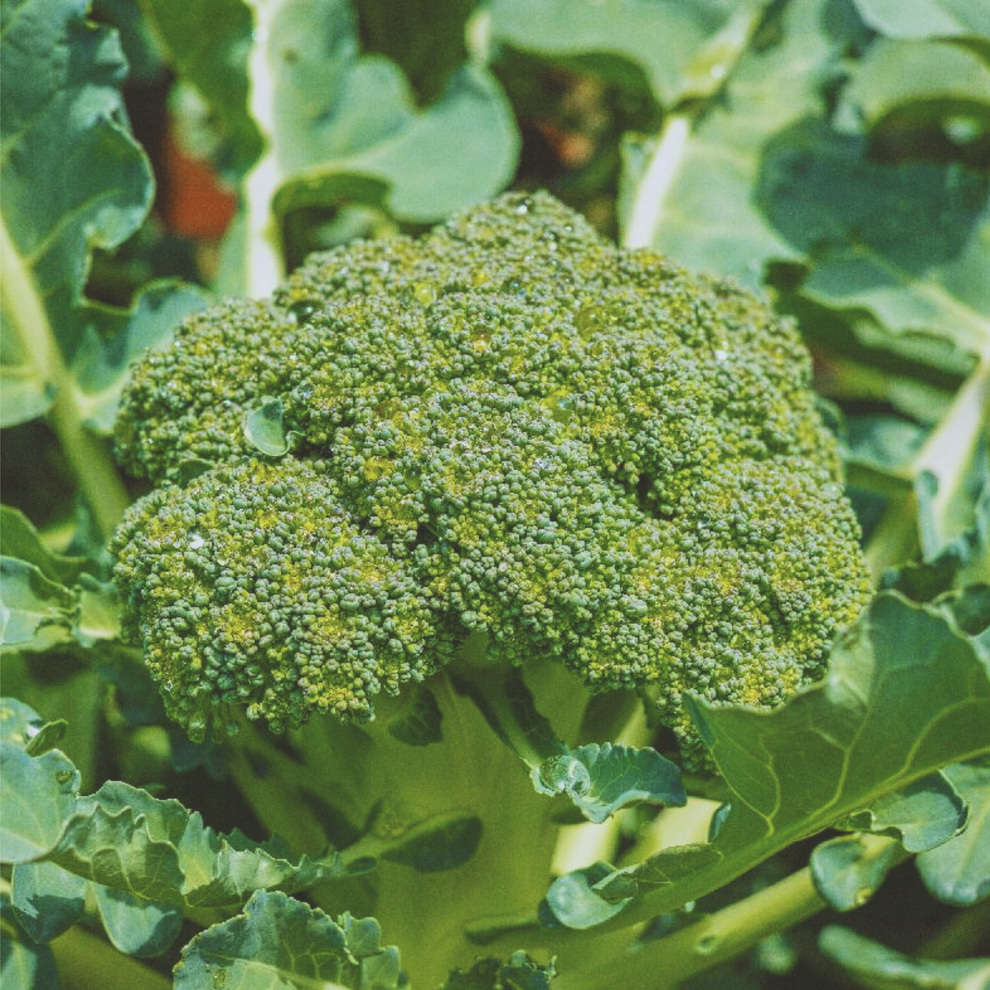 Heirloom Green Sprouting Calabrese Broccoli Seeds – My Health Forward