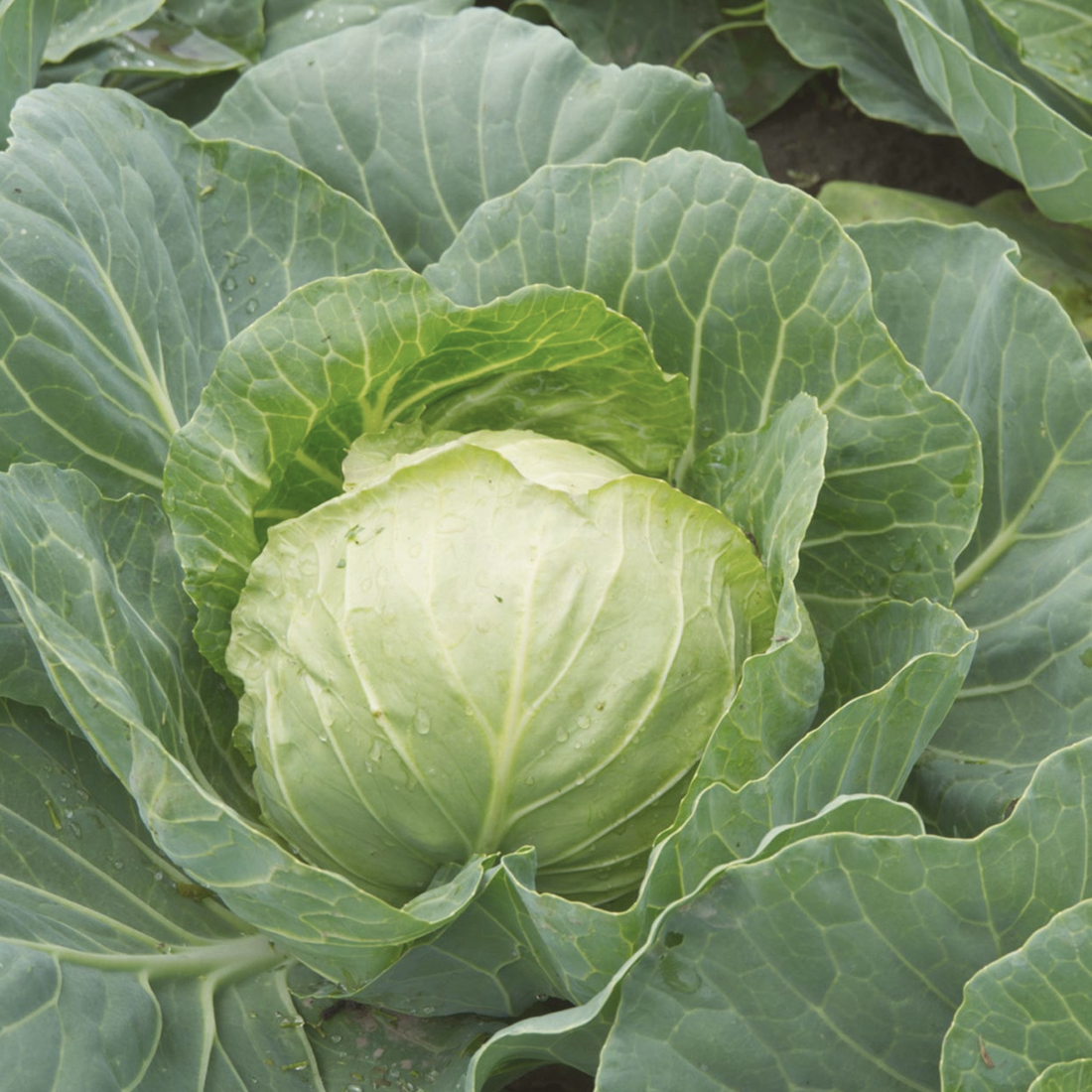 Brunswick Heirloom Cabbage Seeds – My Health Forward