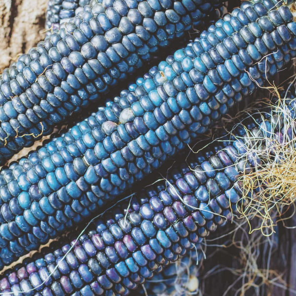 Heirloom Hopi Blue Corn Seeds – My Health Forward