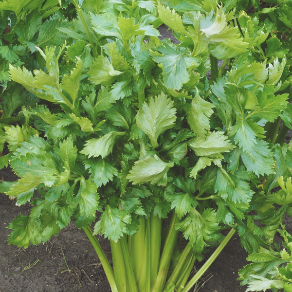 Heirloom Tenderscrisp Celery Seeds – My Health Forward