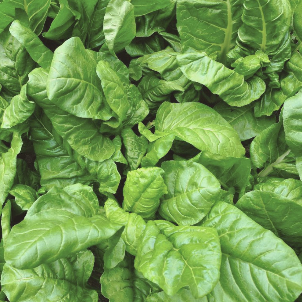 Heirloom Viroflay Spinach Seeds – My Health Forward