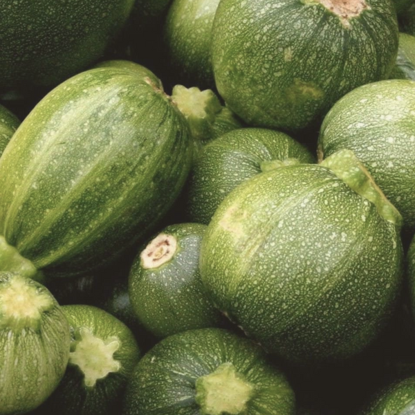 Round Zucchini Summer Squash Heirloom Seeds – My Health Forward