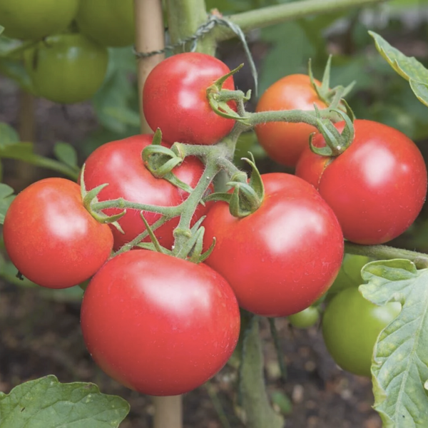 Moneymaker Heirloom Tomato Seeds – My Health Forward