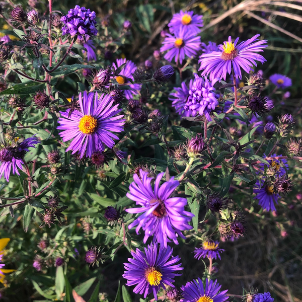 Aromatic Aster - Aster oblongifolius Seeds – My Health Forward