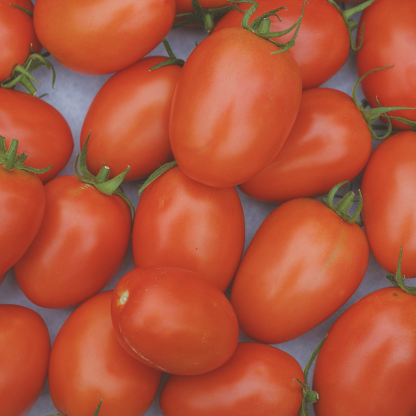 Roma Heirloom Tomato Seeds – My Health Forward