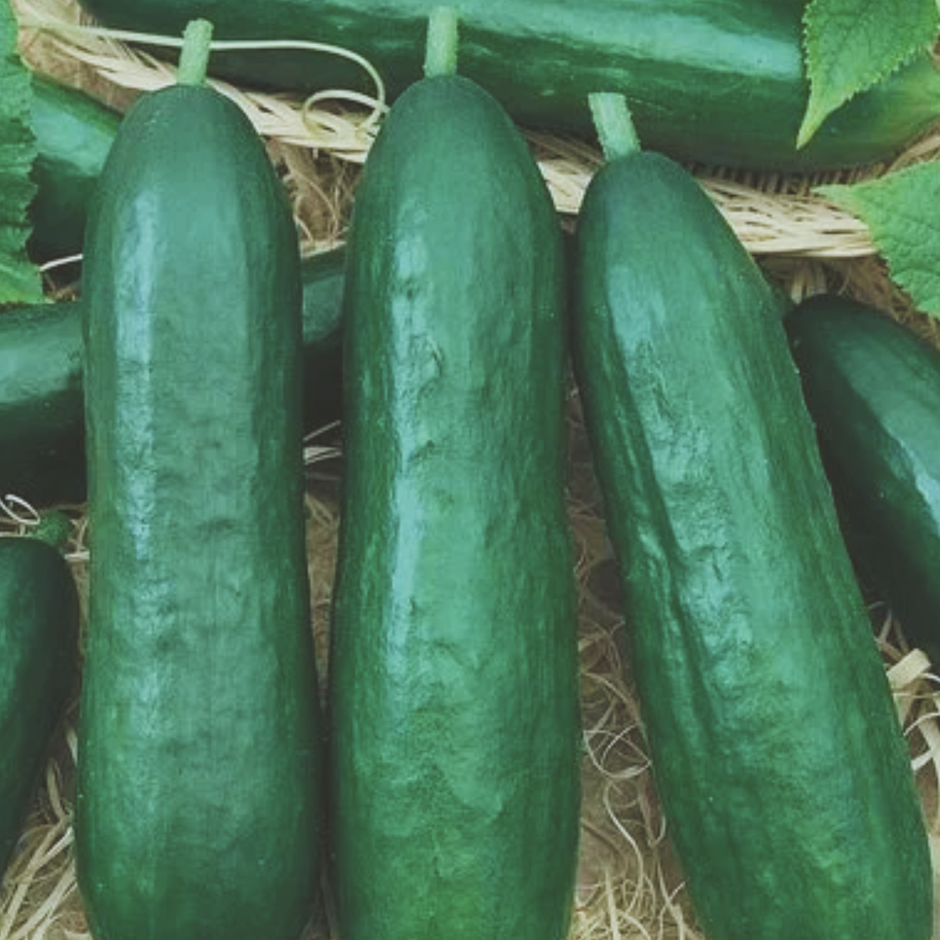 Spacemaster Heirloom Cucumber Seeds – My Health Forward