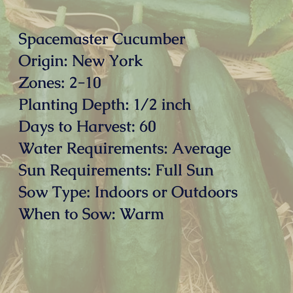 Spacemaster Heirloom Cucumber Seeds – My Health Forward