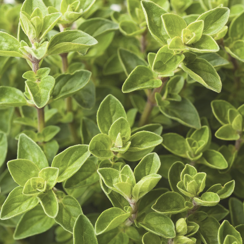Heirloom Italian Oregano Seeds – My Health Forward