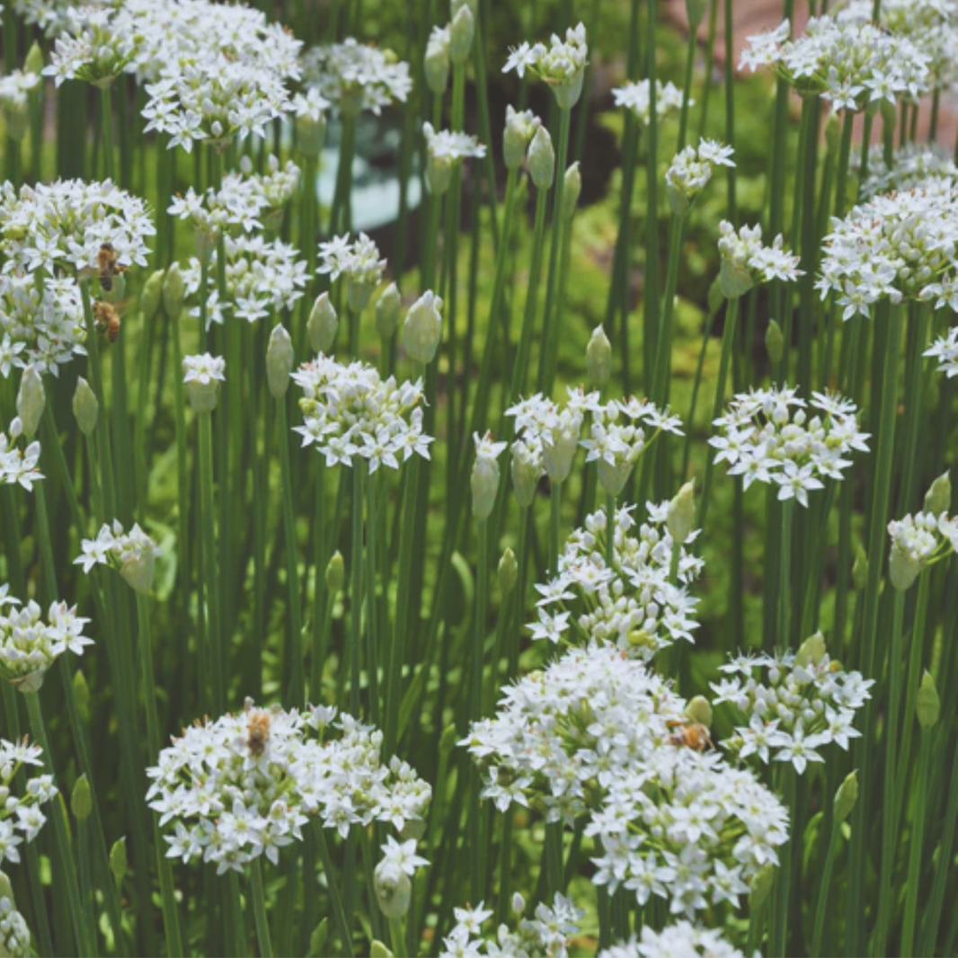 Heirloom Herb Seeds – My Health Forward