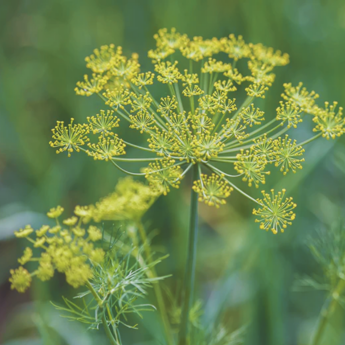 Mammoth Long Island Dill Seeds – My Health Forward