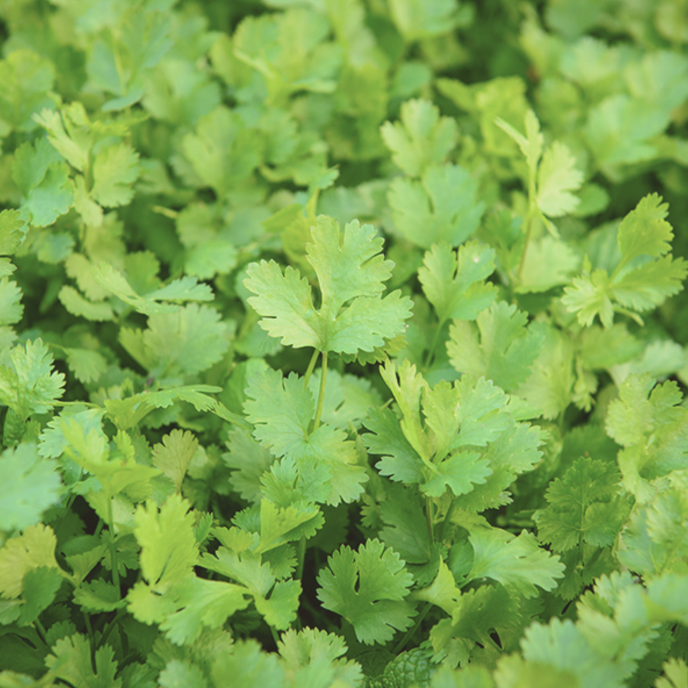 Heirloom Leisure Cilantro Seeds – My Health Forward