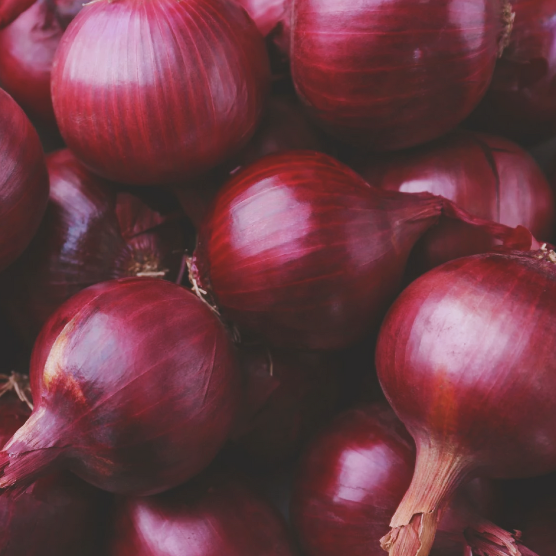 Heirloom Red Grano Onion Seeds – My Health Forward