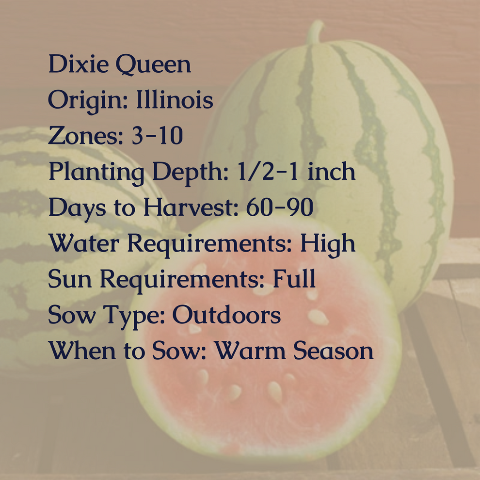 Dixie Queen Watermelon Seeds – My Health Forward