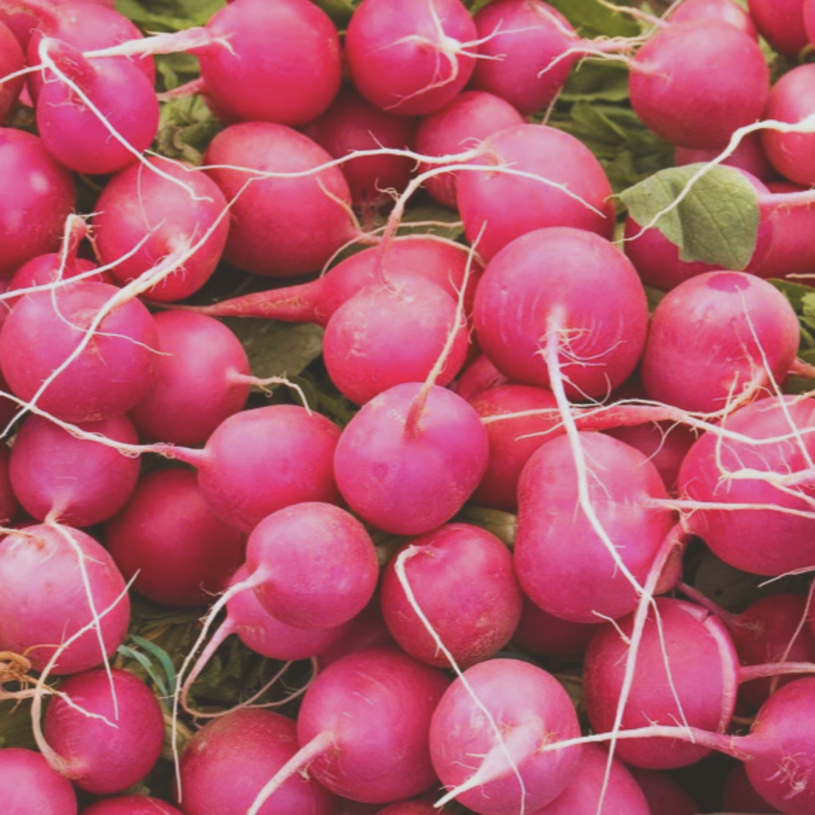Pink Beauty Heirloom Radish Seeds – My Health Forward