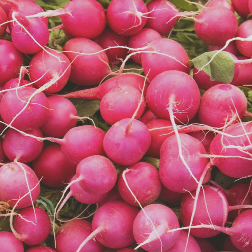 Pink Beauty Heirloom Radish Seeds – My Health Forward