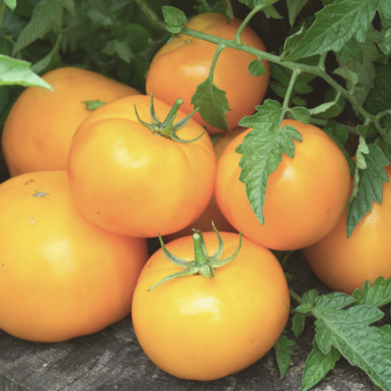 Golden Jubilee Heirloom Tomato Seeds – My Health Forward
