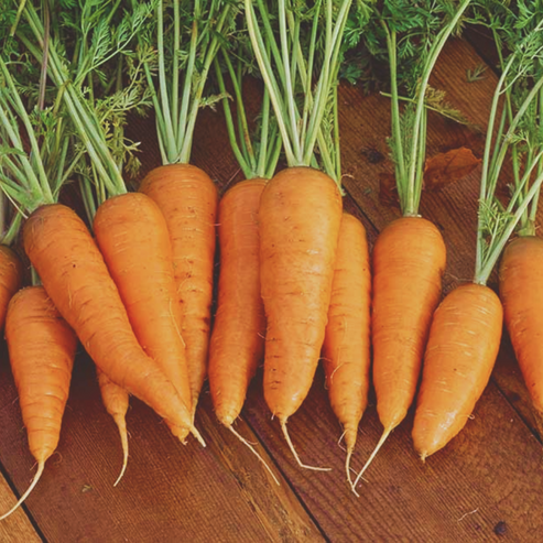 Danvers Carrot Seeds – My Health Forward