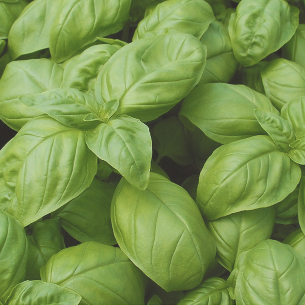 Heirloom Italian Large Leaf Basil Seeds – My Health Forward