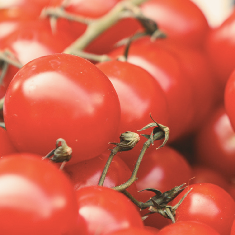 Stupice Heirloom Tomato Seeds – My Health Forward