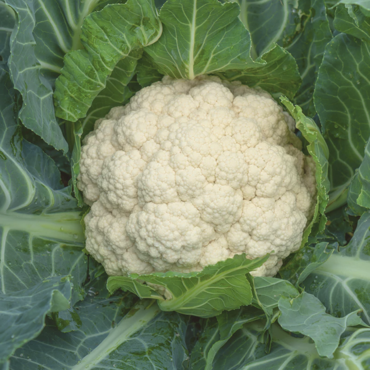 Heiroom Cruciferous Vegetable Seeds – My Health Forward