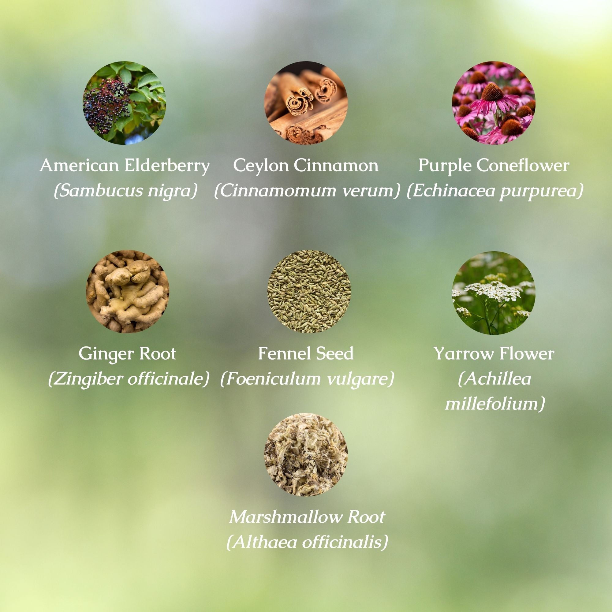 Organic Herbal Goods Teas, Tinctures, Salves, and Extracts – My Health ...