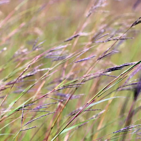 Big Bluestem Grass - Andropogon gerardii Seeds – My Health Forward