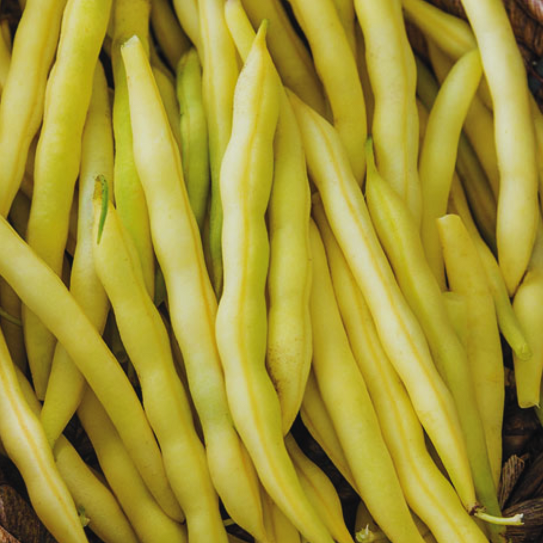 Heirloom Seeds for Home Gardening – Page 2 – My Health Forward