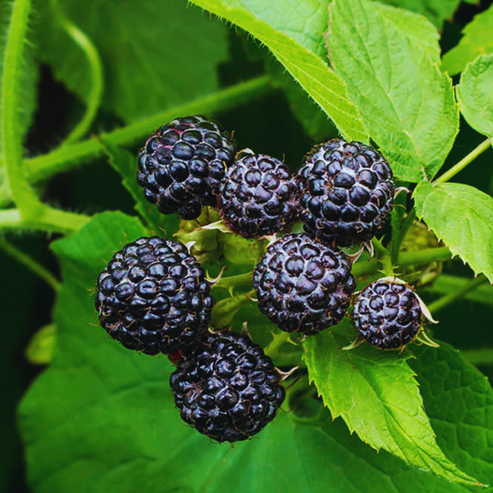 Heirloom Black Raspberry - Rubus occidentalis Seeds – My Health Forward