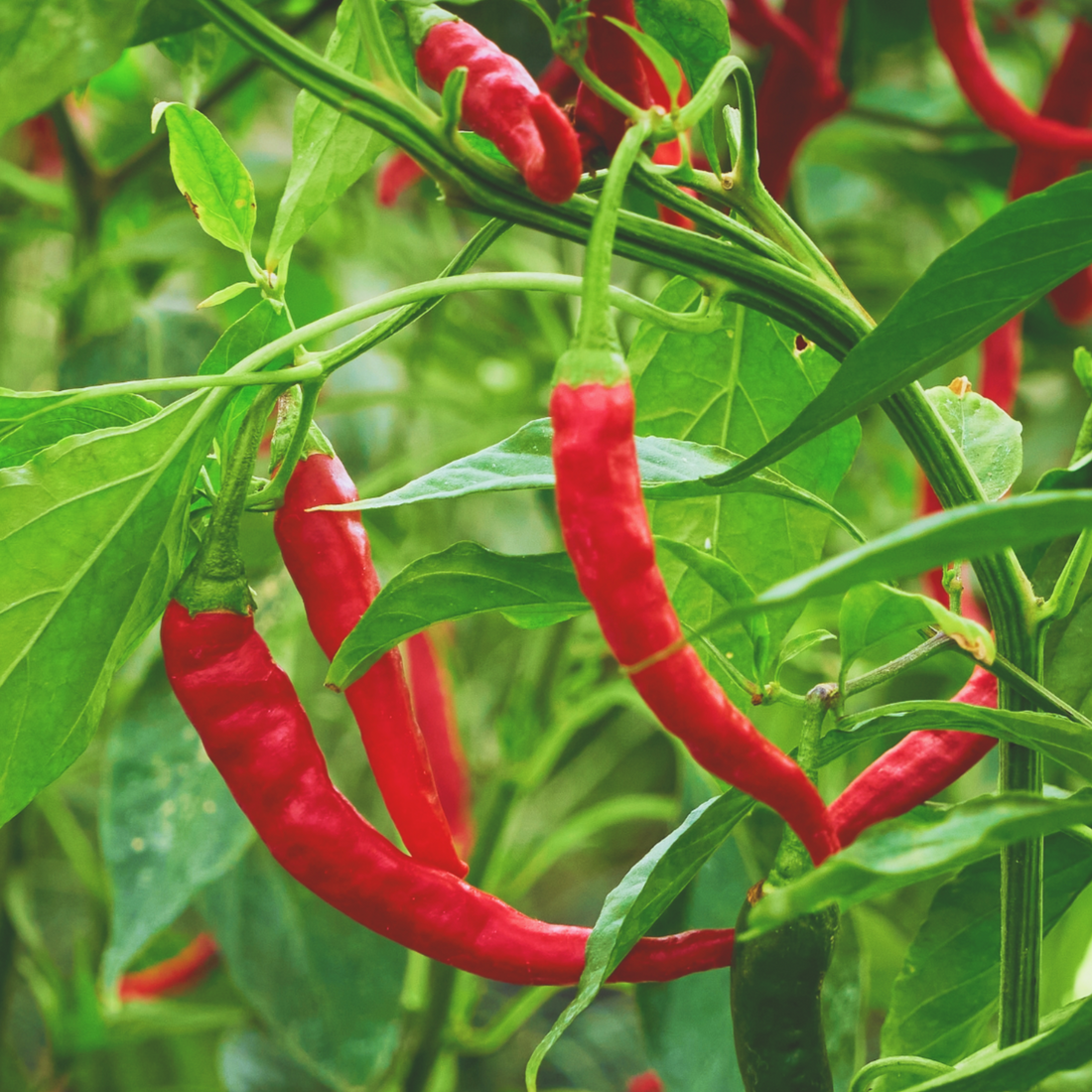 Heirloom Long Red Cayenne Pepper Seeds – My Health Forward
