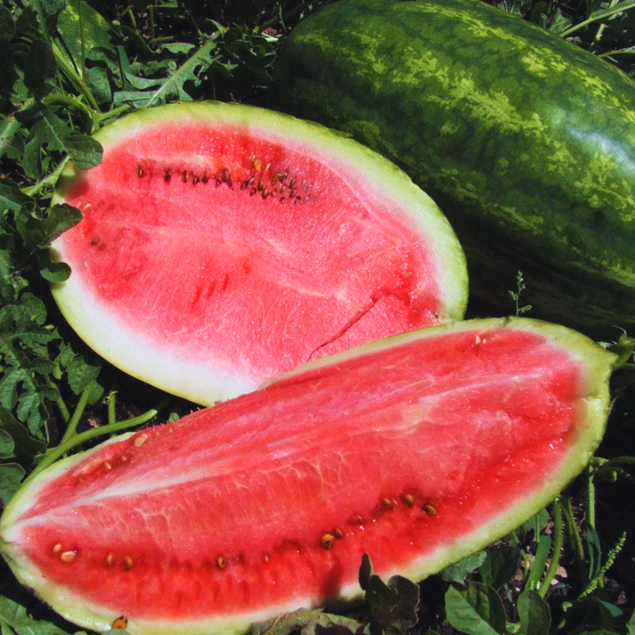 Striped Klondike Blue Watermelon Seeds – My Health Forward